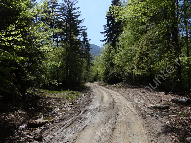 drumul-forestier-ursoaia – TraseePeMunte.ro