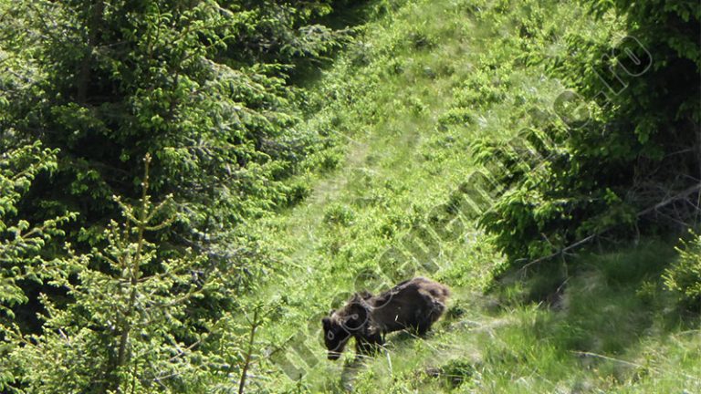 Ce trebuie sa faci daca te ataca ursul – TraseePeMunte.ro